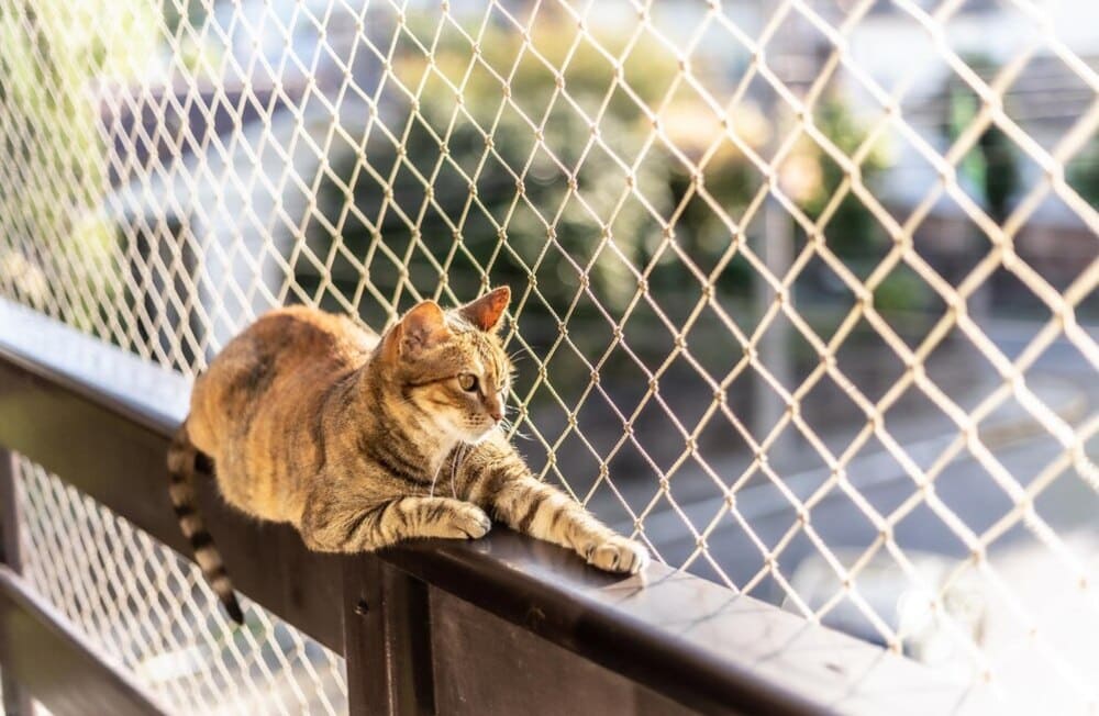 Cat-proof garden: Types of “cat-proof barriers” - Catsandberries
